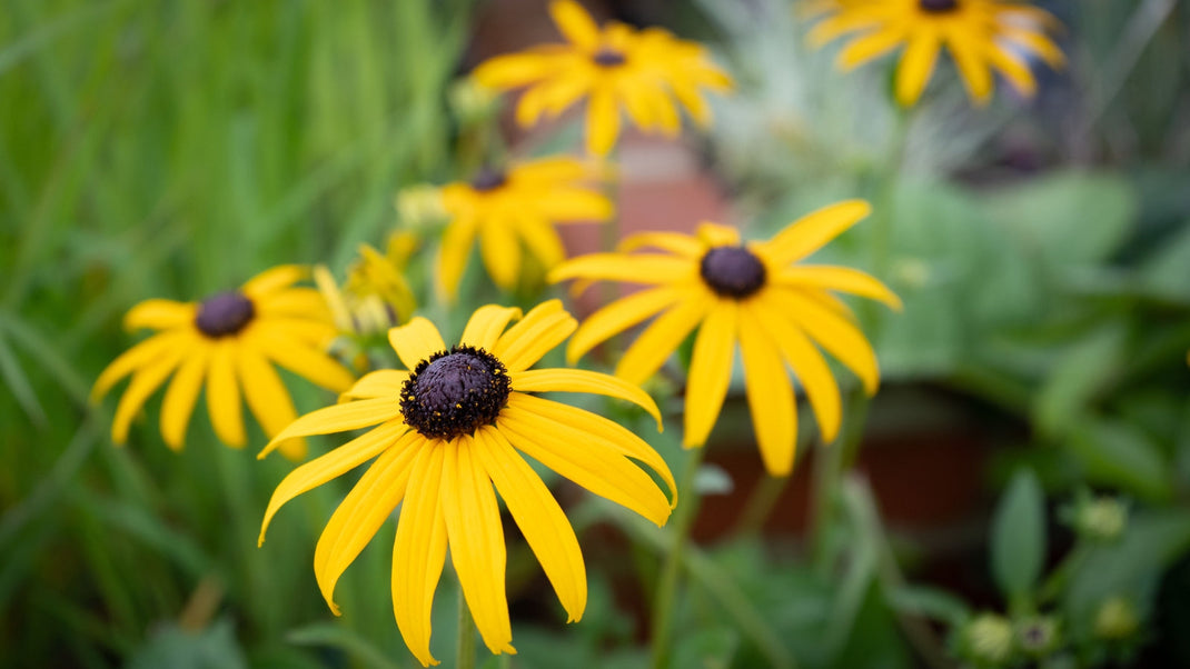 Perennials For Alabama Gardens – Botanical Interests