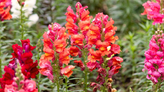 Perennials For Oklahoma Gardens – Botanical Interests