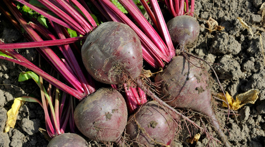 Root Vegetable Seeds – Botanical Interests