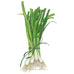 White Lisbon Bunching/Scallion Onion Seeds – Botanical Interests
