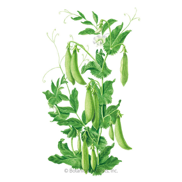 Sugar Daddy Snap Pea Seeds – Botanical Interests