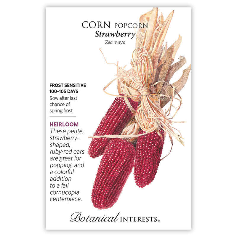 Strawberry Popcorn Corn Seeds – Botanical Interests