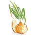 Yellow Granex PRR Bulb Onion Seeds – Botanical Interests