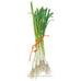 Tokyo Long White Bunching/Scallion Onion Seeds – Botanical Interests