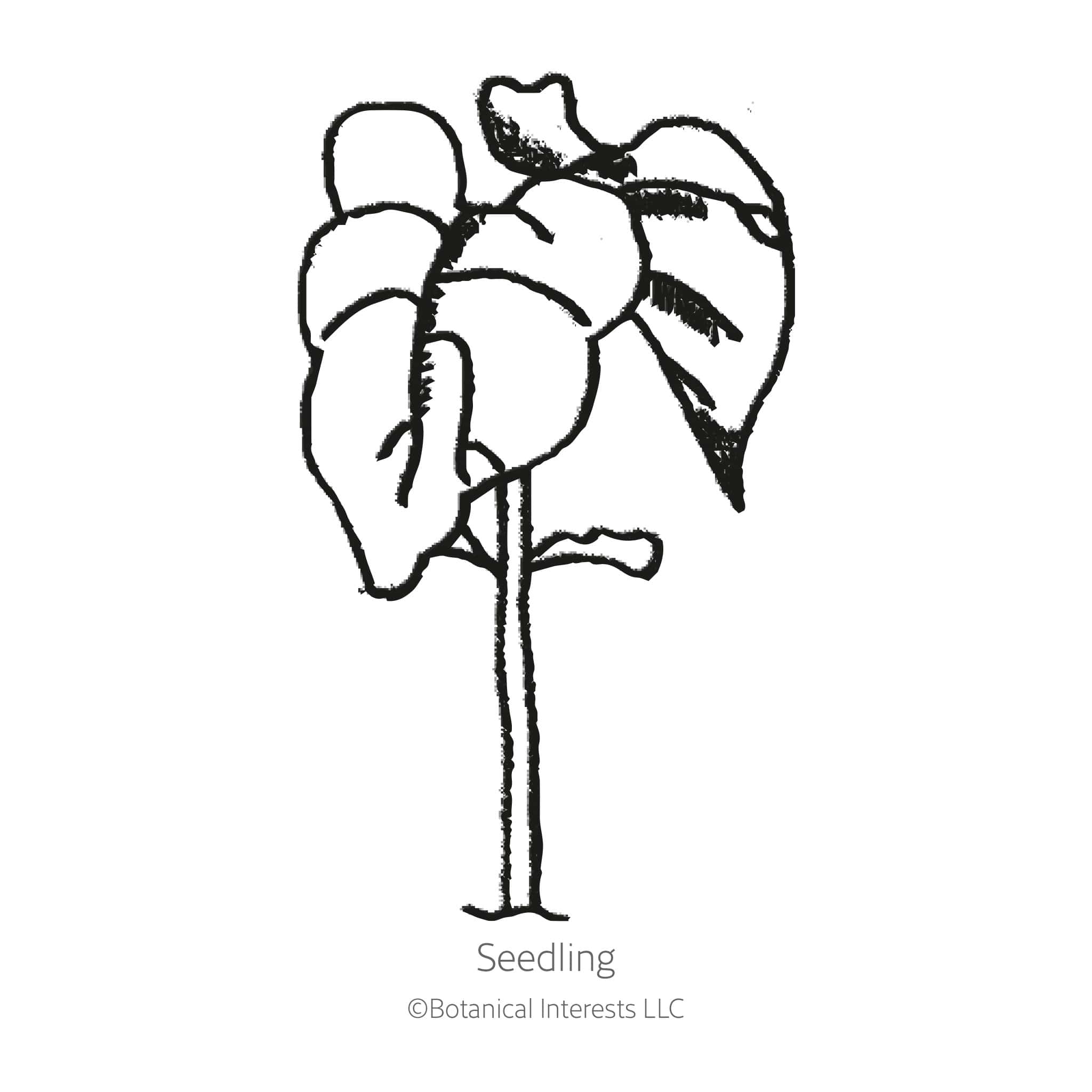French Filet Bush Bean Seeds – Botanical Interests