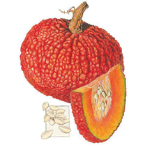 Red Warty Thing Pumpkin Seeds – Botanical Interests