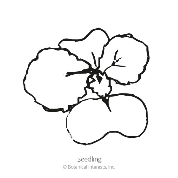 American Purple Top Rutabaga Seeds – Botanical Interests