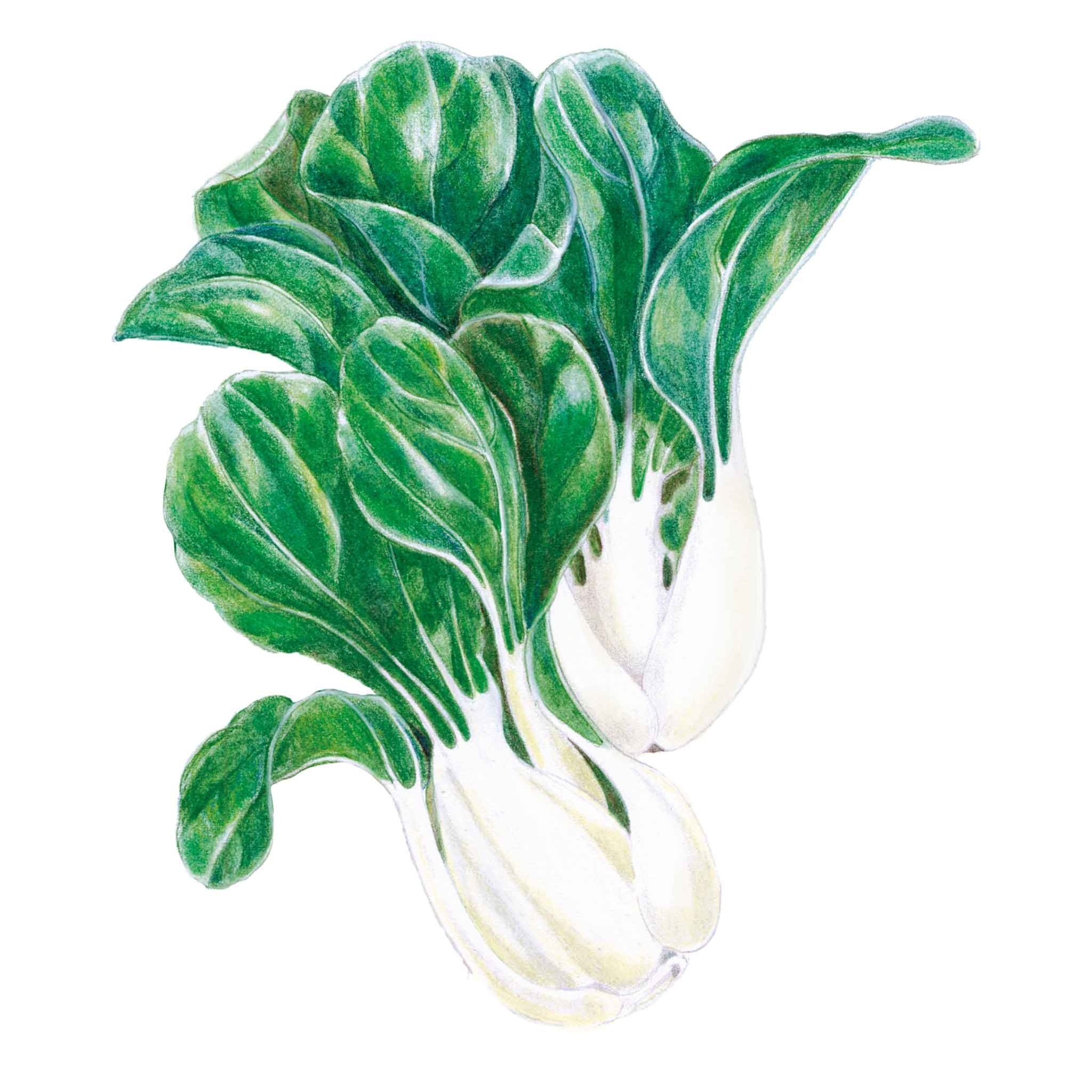 Toy Choy Bok Choy Seeds – Botanical Interests