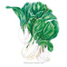 Toy Choy Bok Choy Seeds – Botanical Interests