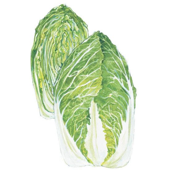 One Kilo Slow Bolt Napa Cabbage Seeds – Botanical Interests