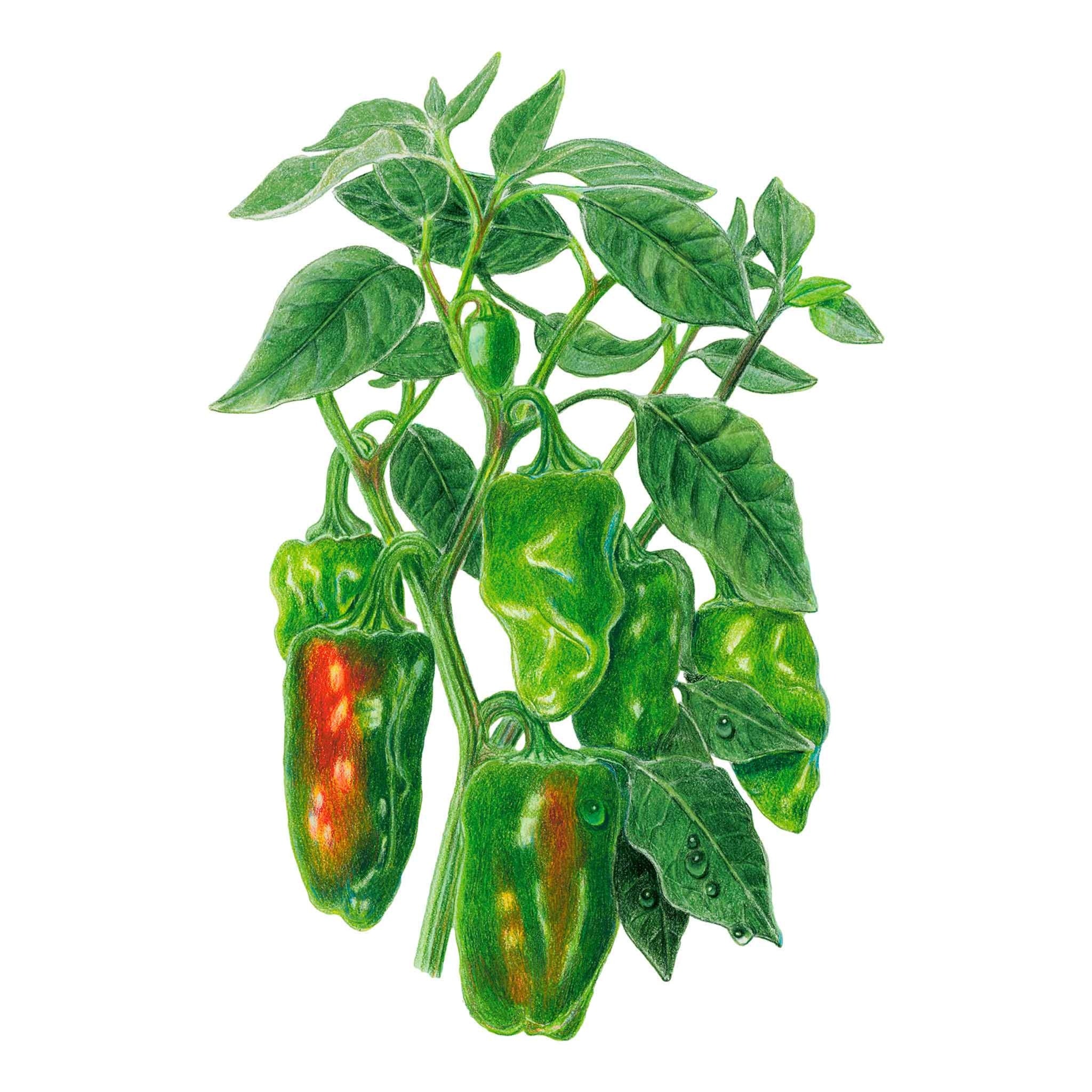 Padron Chile Pepper Seeds – Botanical Interests