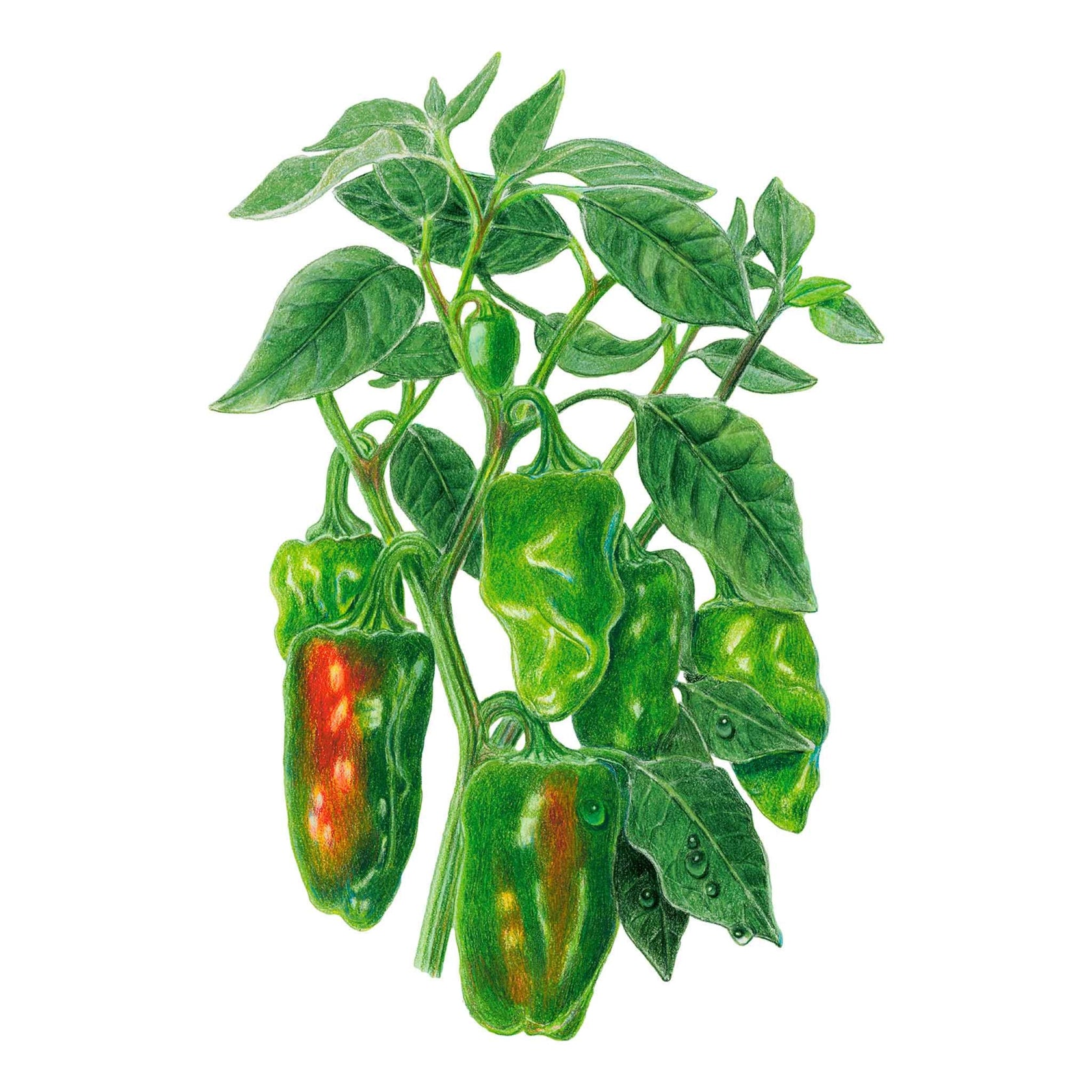 Padron Chile Pepper Seeds – Botanical Interests