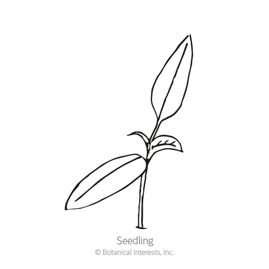 Padron Chile Pepper Seeds – Botanical Interests