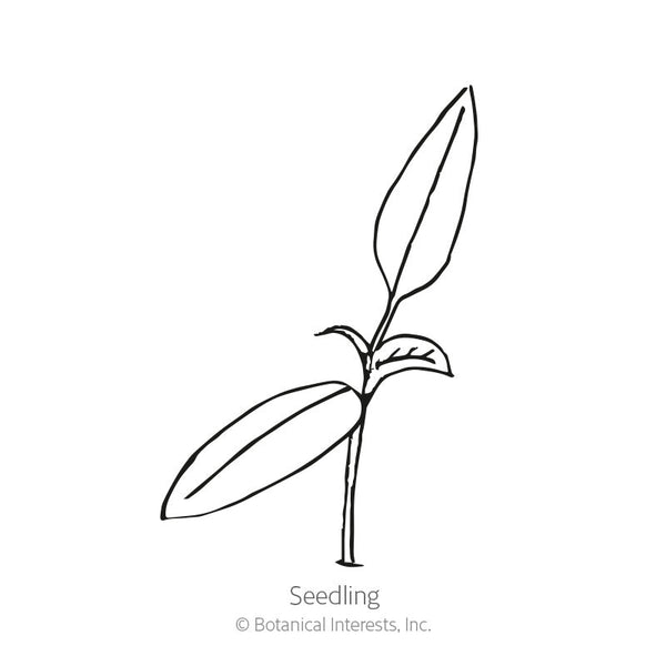 Padron Chile Pepper Seeds – Botanical Interests