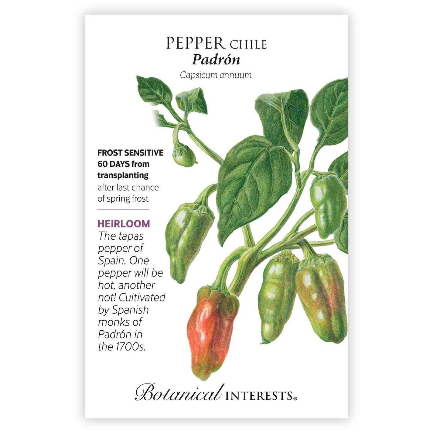 Padron Chile Pepper Seeds – Botanical Interests