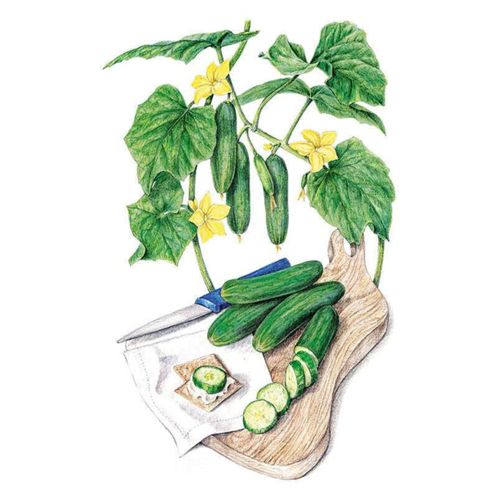Muncher Persian Cucumber Seeds – Botanical Interests