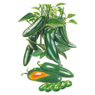 Megatron Jalapeño Chile Pepper Seeds – Botanical Interests