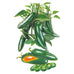 Megatron Jalapeño Chile Pepper Seeds – Botanical Interests