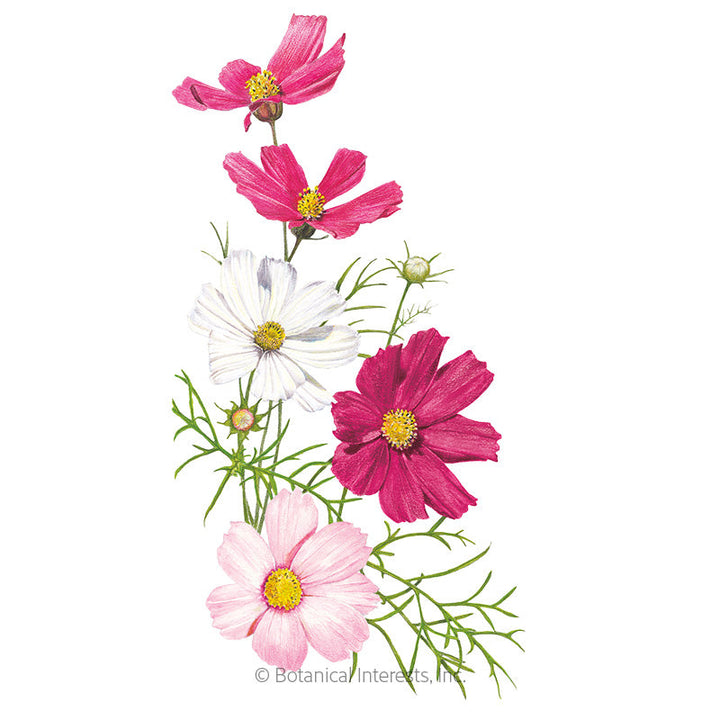 Cosmos Flower Seeds – Botanical Interests