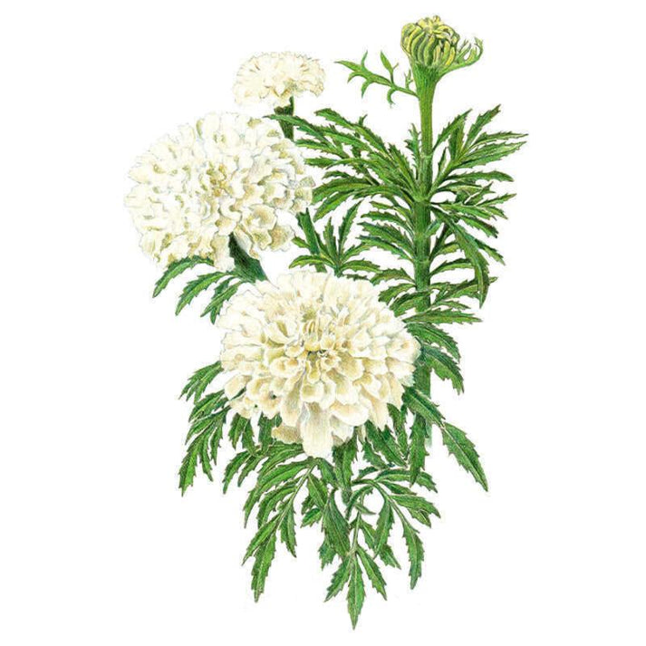 Kilimanjaro White African Marigold Seeds – Botanical Interests