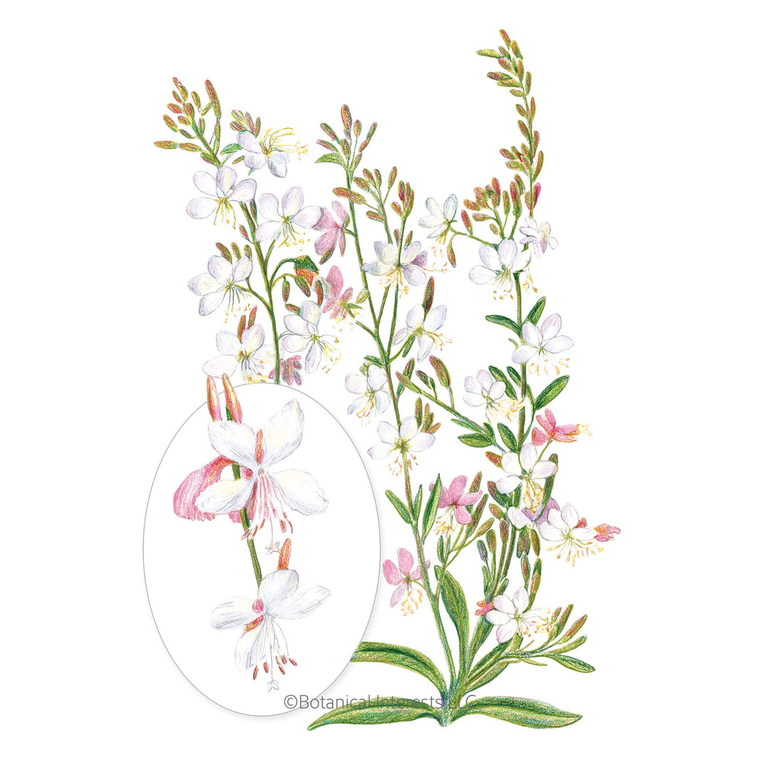 New Seed Varieties For 2026 – Botanical Interests