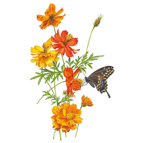 Bright Lights Blend Cosmos Seeds – Botanical Interests