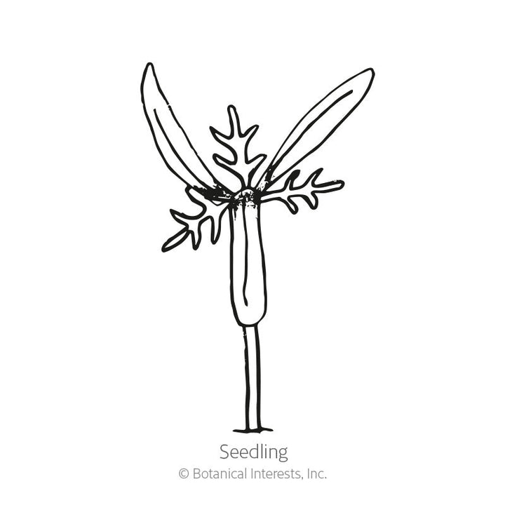 Cosmos Flower Seeds – Botanical Interests
