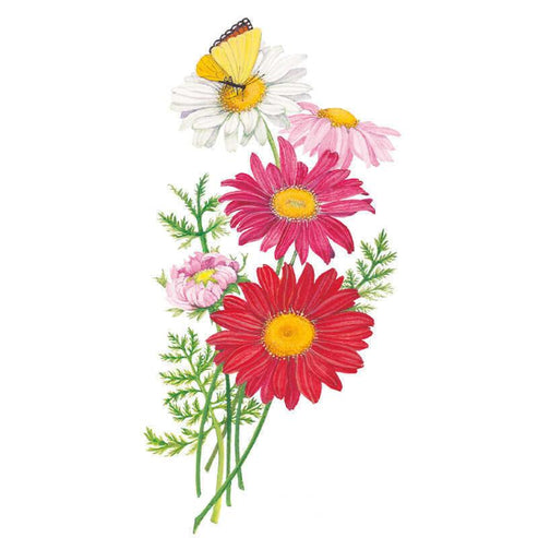 Robinson's Blend Painted Daisy Seeds – Botanical Interests