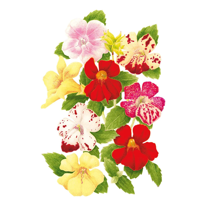 Other Flowers – Botanical Interests