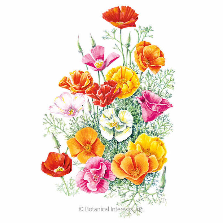 Poppy Flower Seeds – Botanical Interests