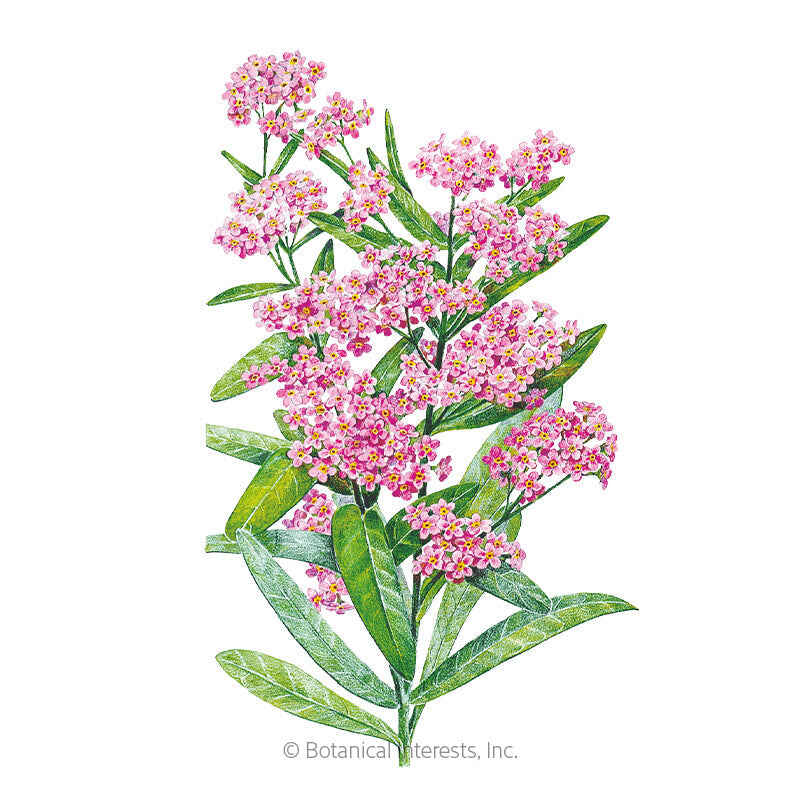 Victoria Pink Forget-Me-Not Seeds – Botanical Interests