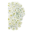 Tiny Tim Sweet Alyssum Seeds – Botanical Interests