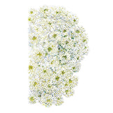 Tiny Tim Sweet Alyssum Seeds – Botanical Interests