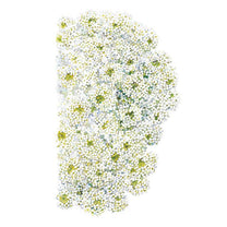 Tiny Tim Sweet Alyssum Seeds – Botanical Interests