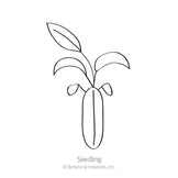 Tiny Tim Sweet Alyssum Seeds – Botanical Interests