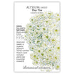 Tiny Tim Sweet Alyssum Seeds – Botanical Interests