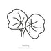 Butterscotch Nasturtium Seeds – Botanical Interests