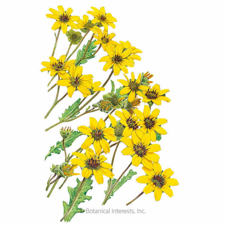 Flower Seeds – Page 6 – Botanical Interests
