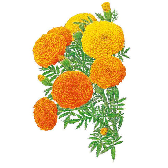 Crackerjack African Marigold Seeds – Botanical Interests