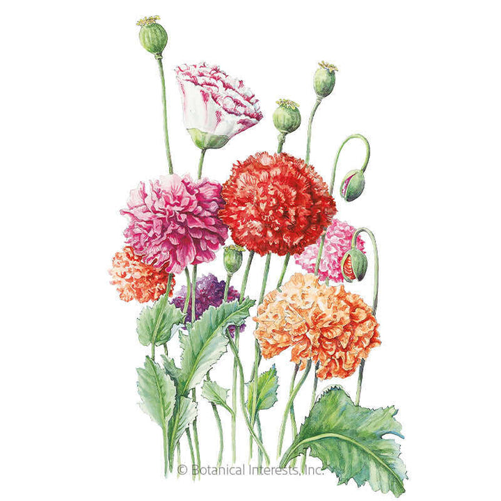 Poppy Flower Seeds – Botanical Interests