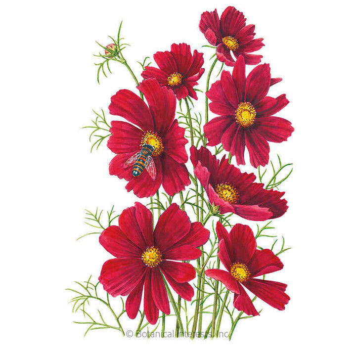 Cosmos Flower Seeds – Botanical Interests