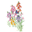 Fairy Bouquet Linaria Seeds – Botanical Interests