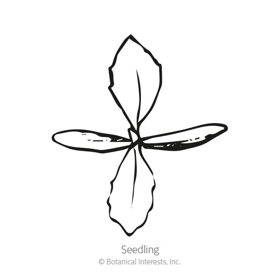 Fairy Bouquet Linaria Seeds – Botanical Interests