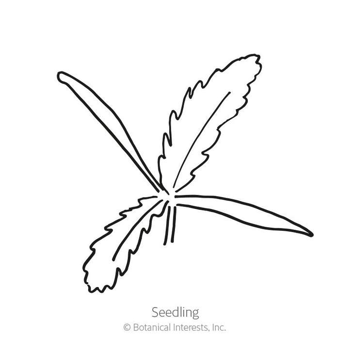 Poppy Flower Seeds – Botanical Interests