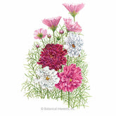 Cosmos Flower Seeds – Botanical Interests