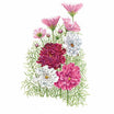 Double Click Blend Cosmos Seeds – Botanical Interests