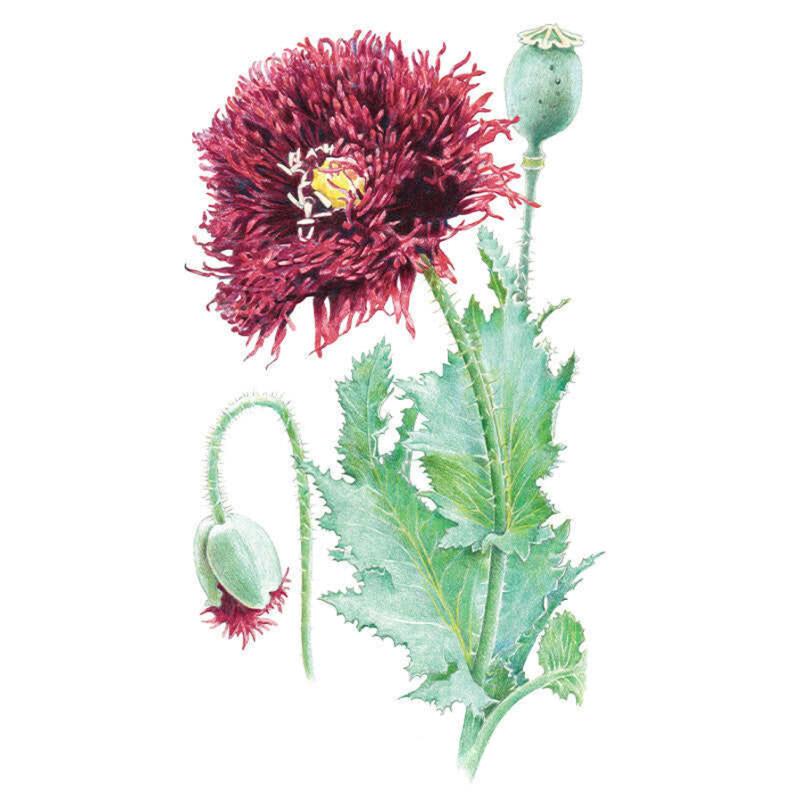 Poppy Flower Seeds – Botanical Interests
