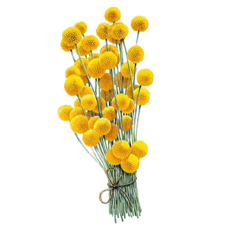 Drumstick Flower Craspedia Seeds – Botanical Interests