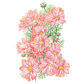 Cosmos Flower Seeds – Botanical Interests