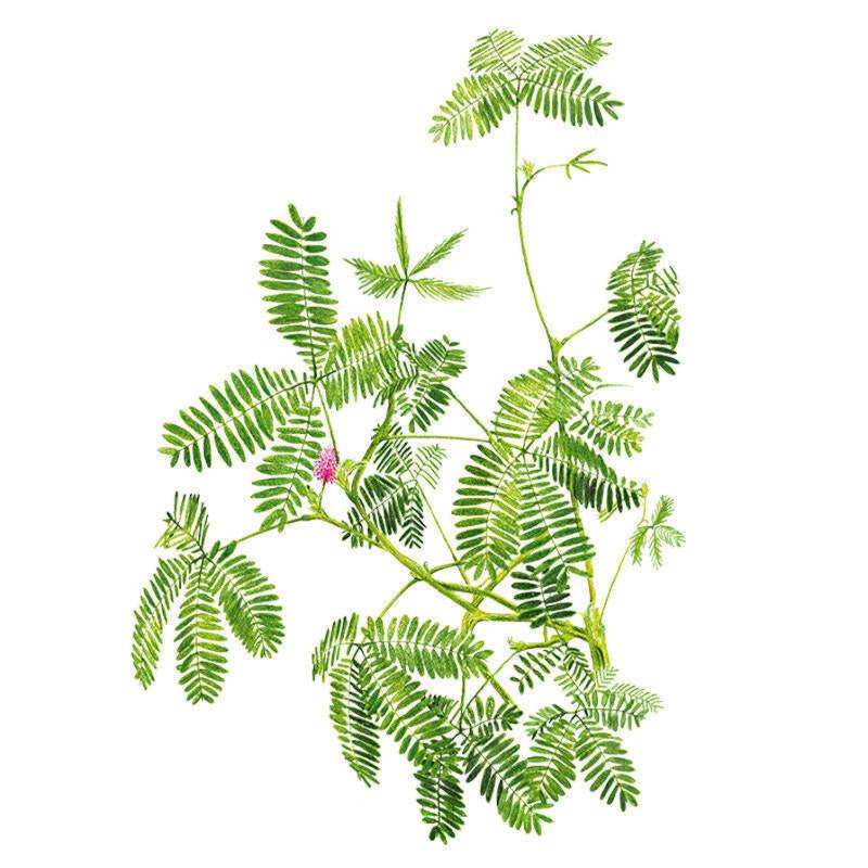 Sensitive Plant – Botanical Interests